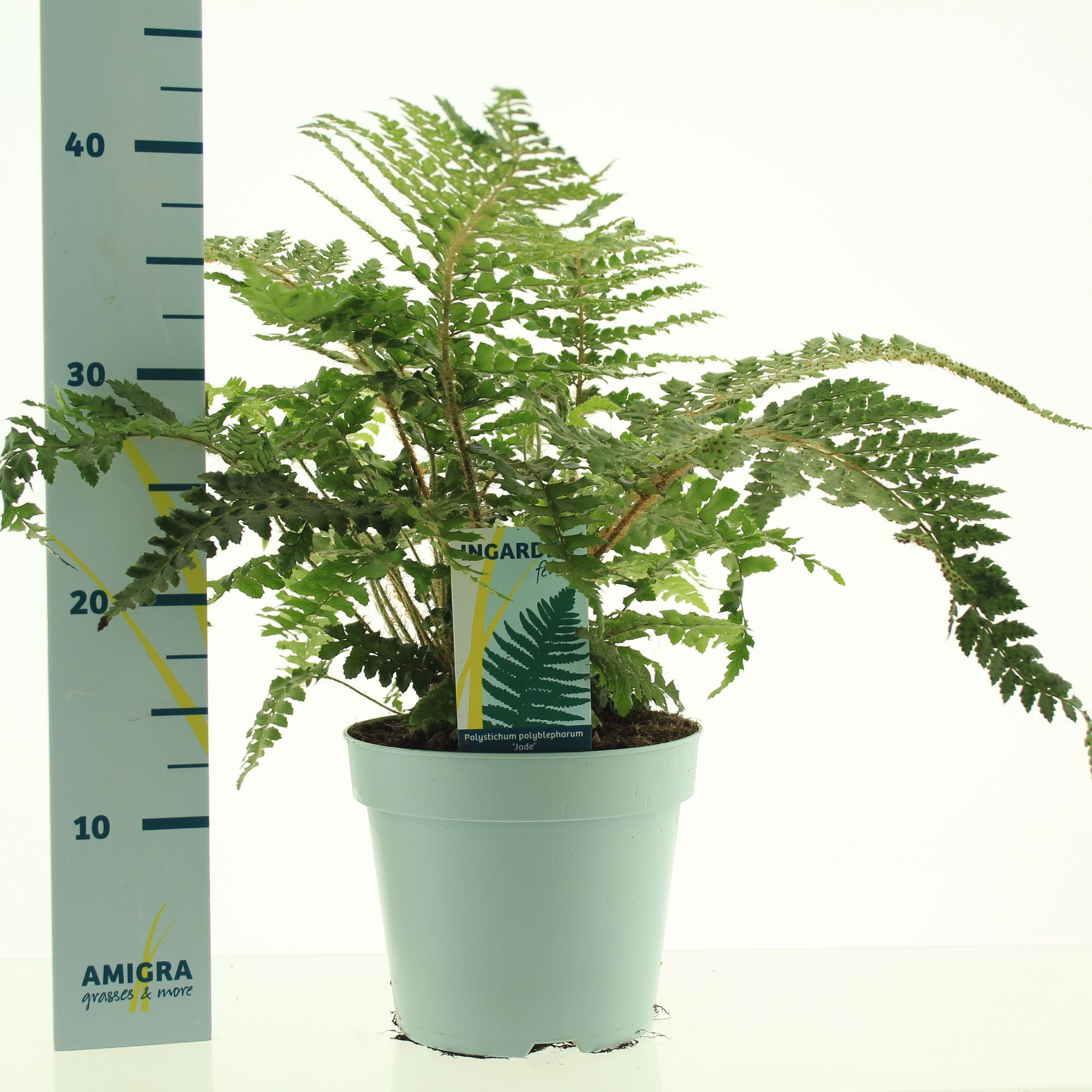 Craigmarloch nurseries. Ferns