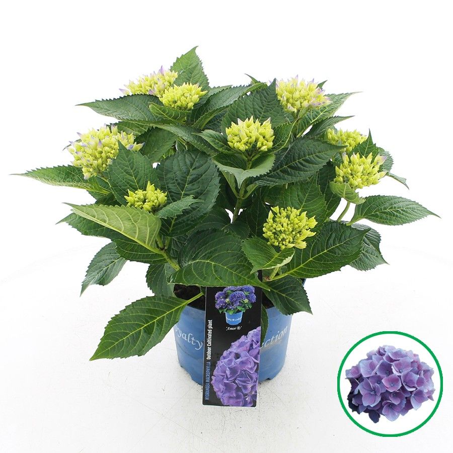 Craigmarloch nurseries. Outdoor plants