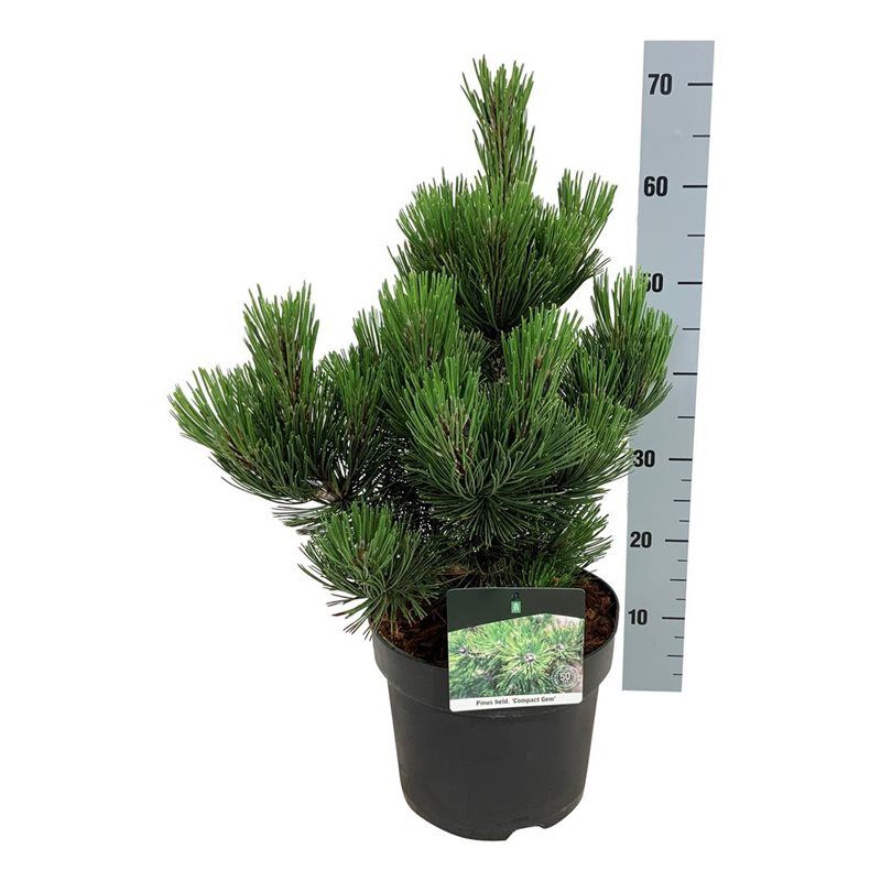 Craigmarloch nurseries. Pinus