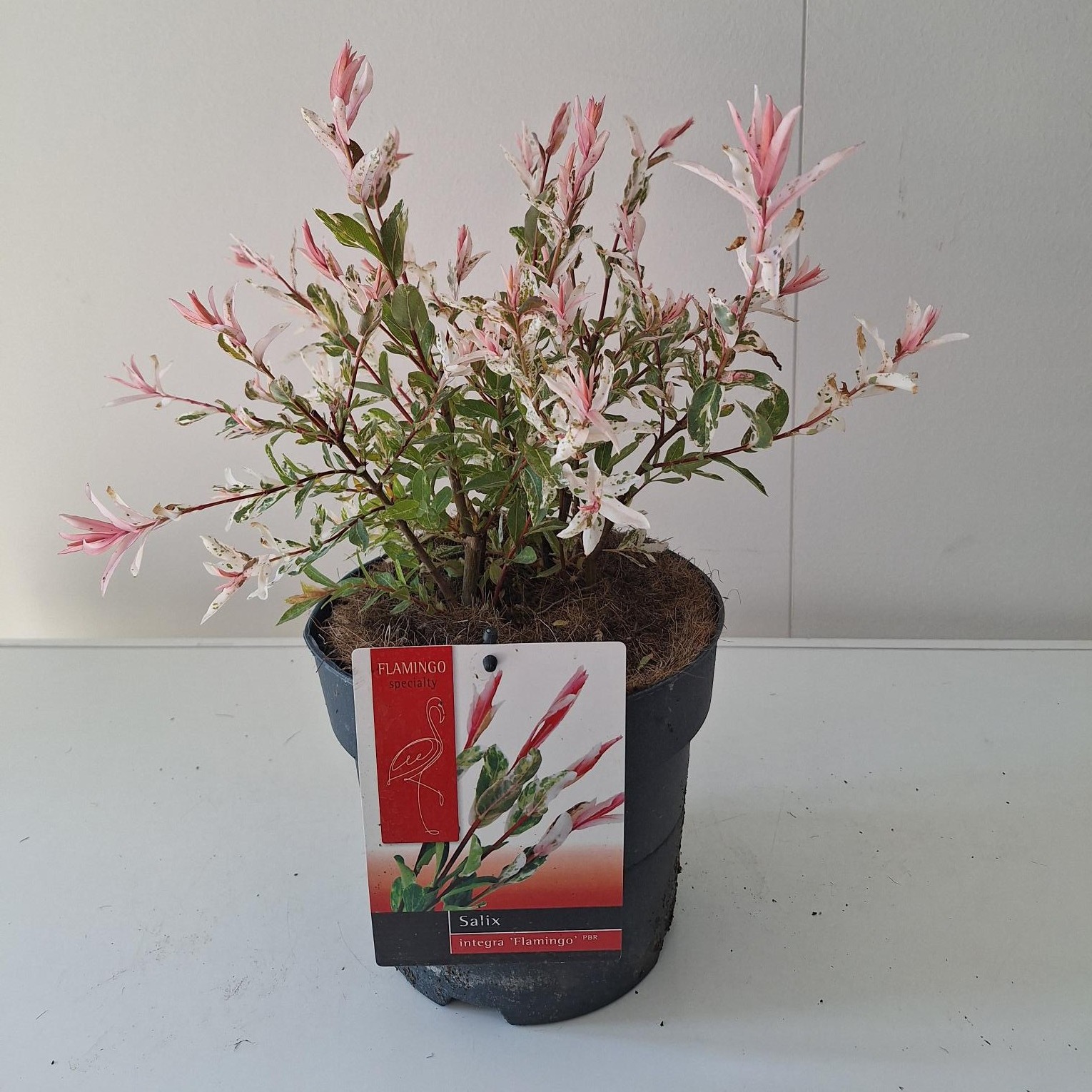 Craigmarloch nurseries. New Arrivals