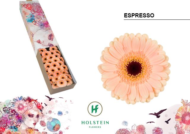 Gerbera Mini Black Center Espresso | Gerbera Mini | Gerbera Mini | All ...