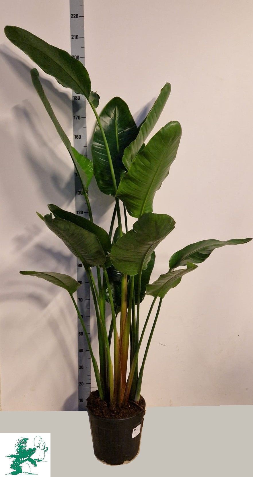 Strelitzia Alba