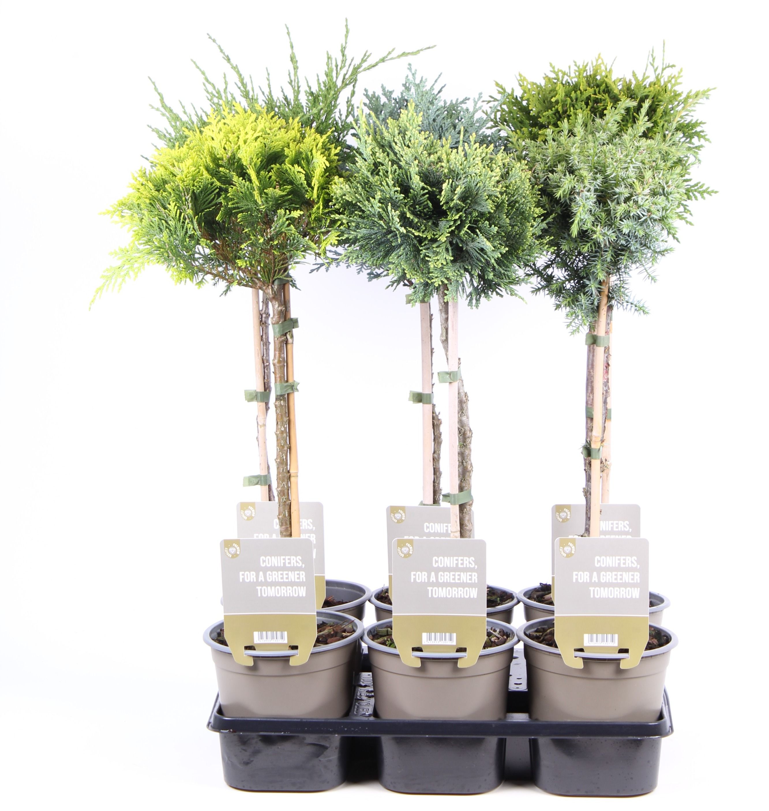 Coniferen Plant Coniferen Kwekerij PlantKraan