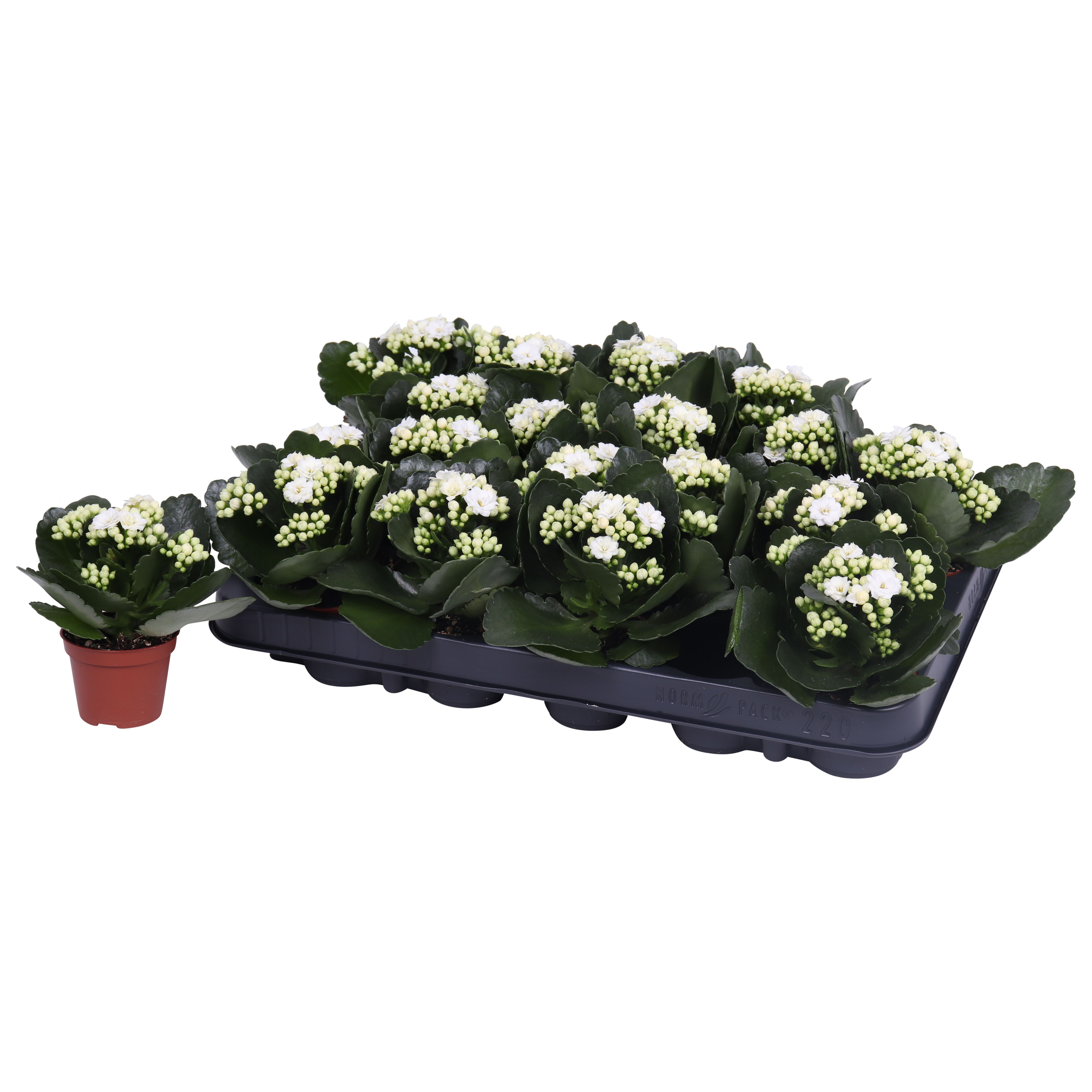 Kalanchoe double blossfeldiana Rosalina Don Dione | Kalanchoe blossf ...