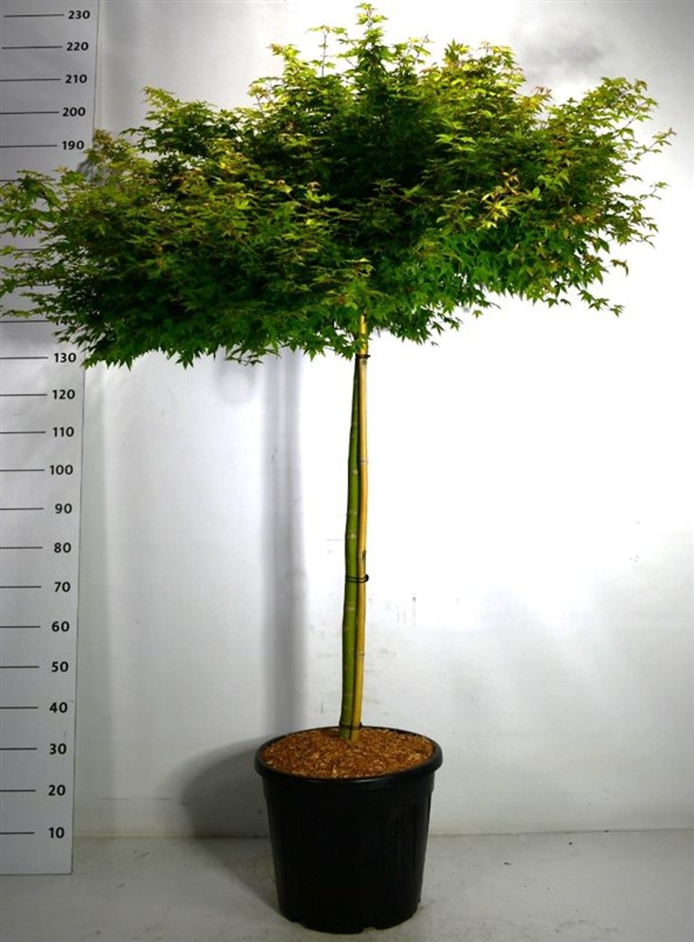 Acer palm. 'Little Princess' | Acer | Acer | Green outdoor trees and ...