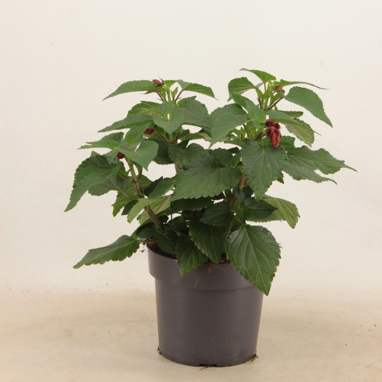 Craigmarloch nurseries. New Arrivals