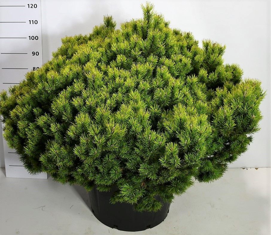 Pinus mugo ophir | Drs27.ru