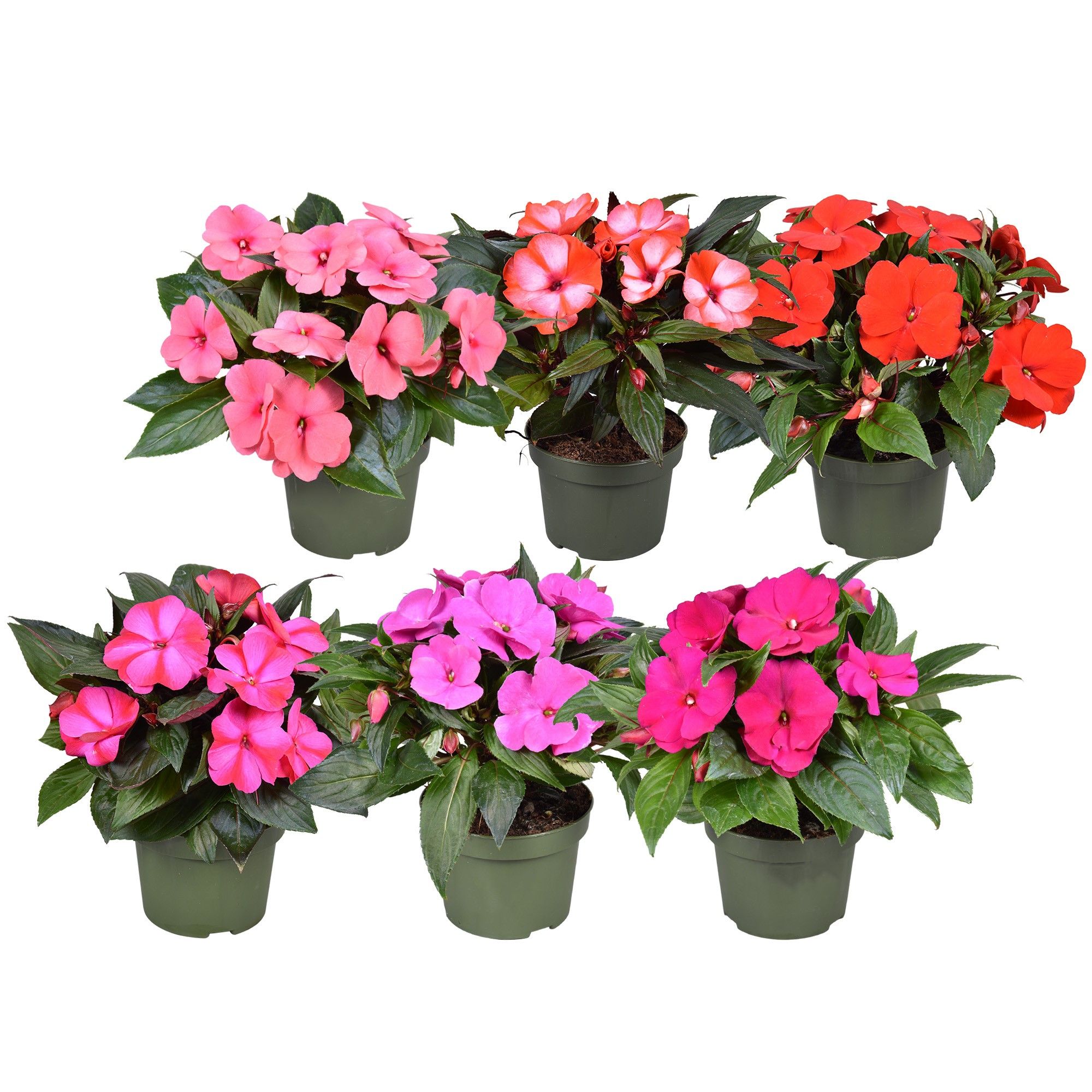 Craigmarloch nurseries. New Arrivals