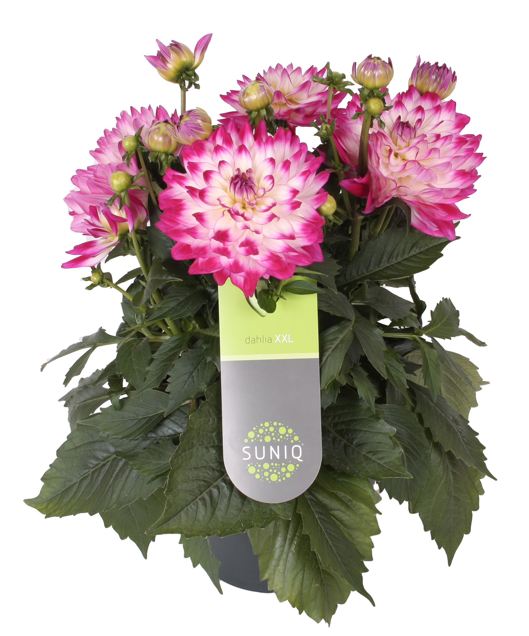 Craigmarloch nurseries. New Arrivals