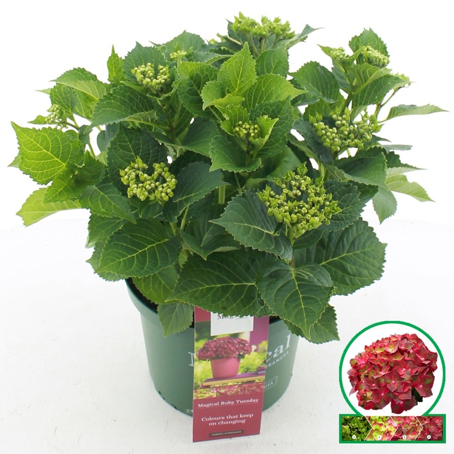 Craigmarloch nurseries. Shrubs