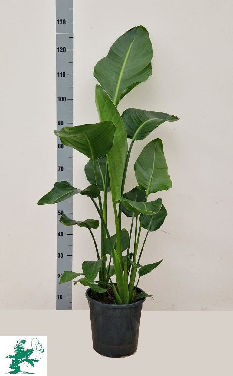 Strelitzia Alba