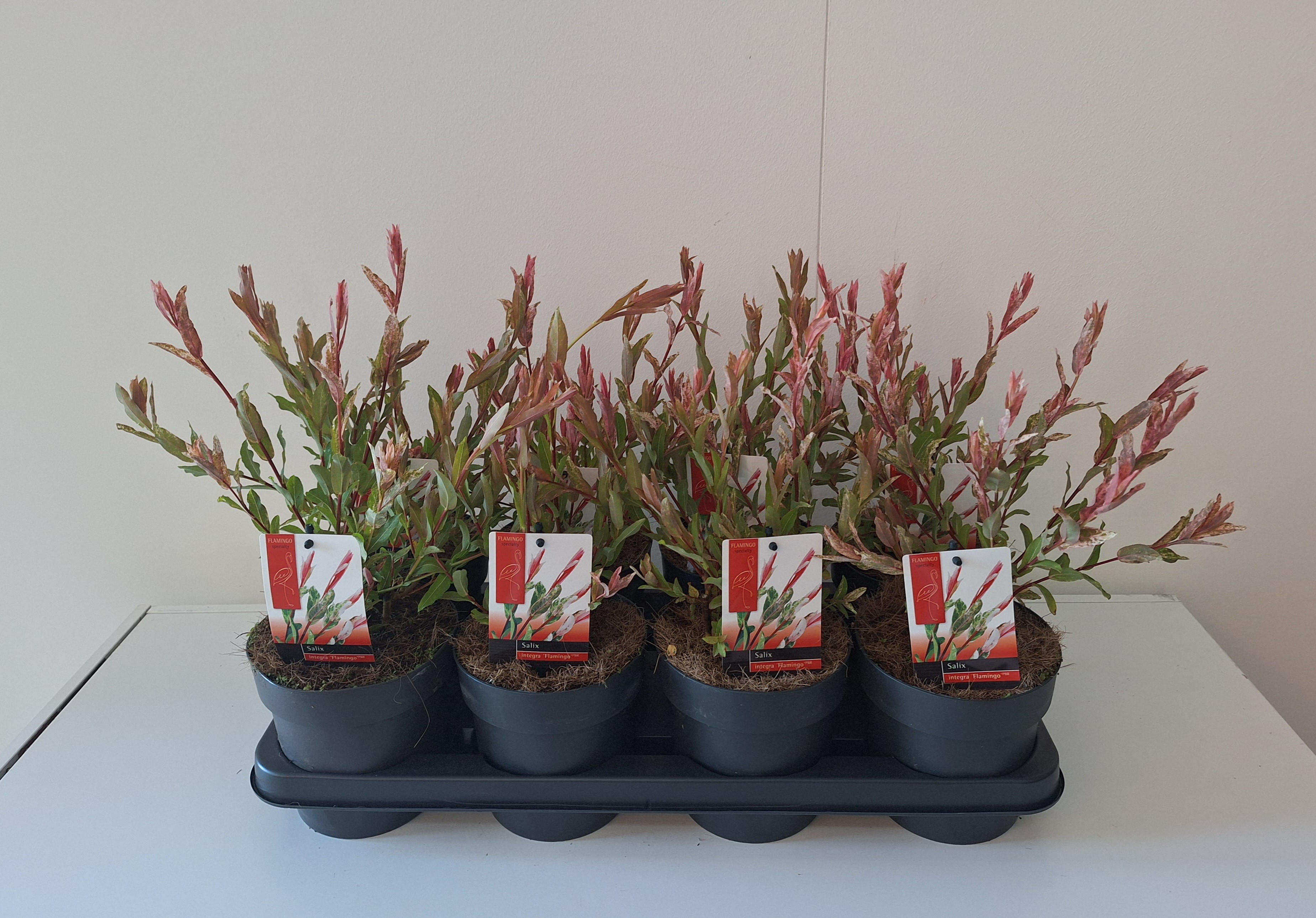 Craigmarloch nurseries. New Arrivals