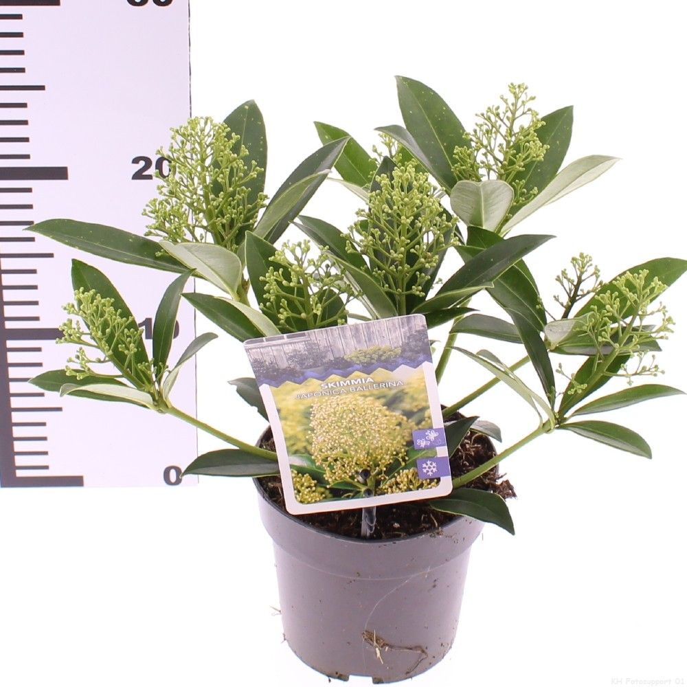 Craigmarloch nurseries. Home