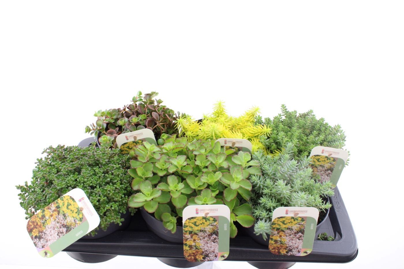 Craigmarloch nurseries. New Arrivals