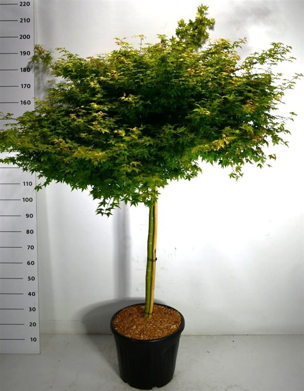 Acer palm. 'Little Princess' | Acer | Acer | Green outdoor trees and ...
