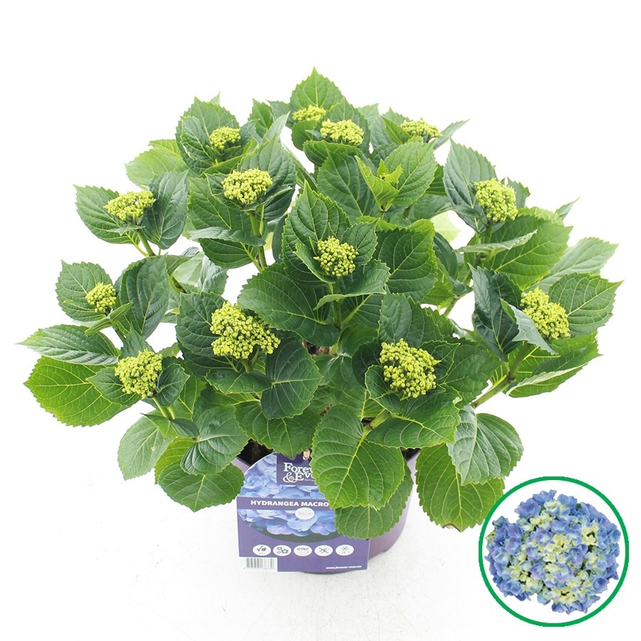 Craigmarloch nurseries. Hydrangea