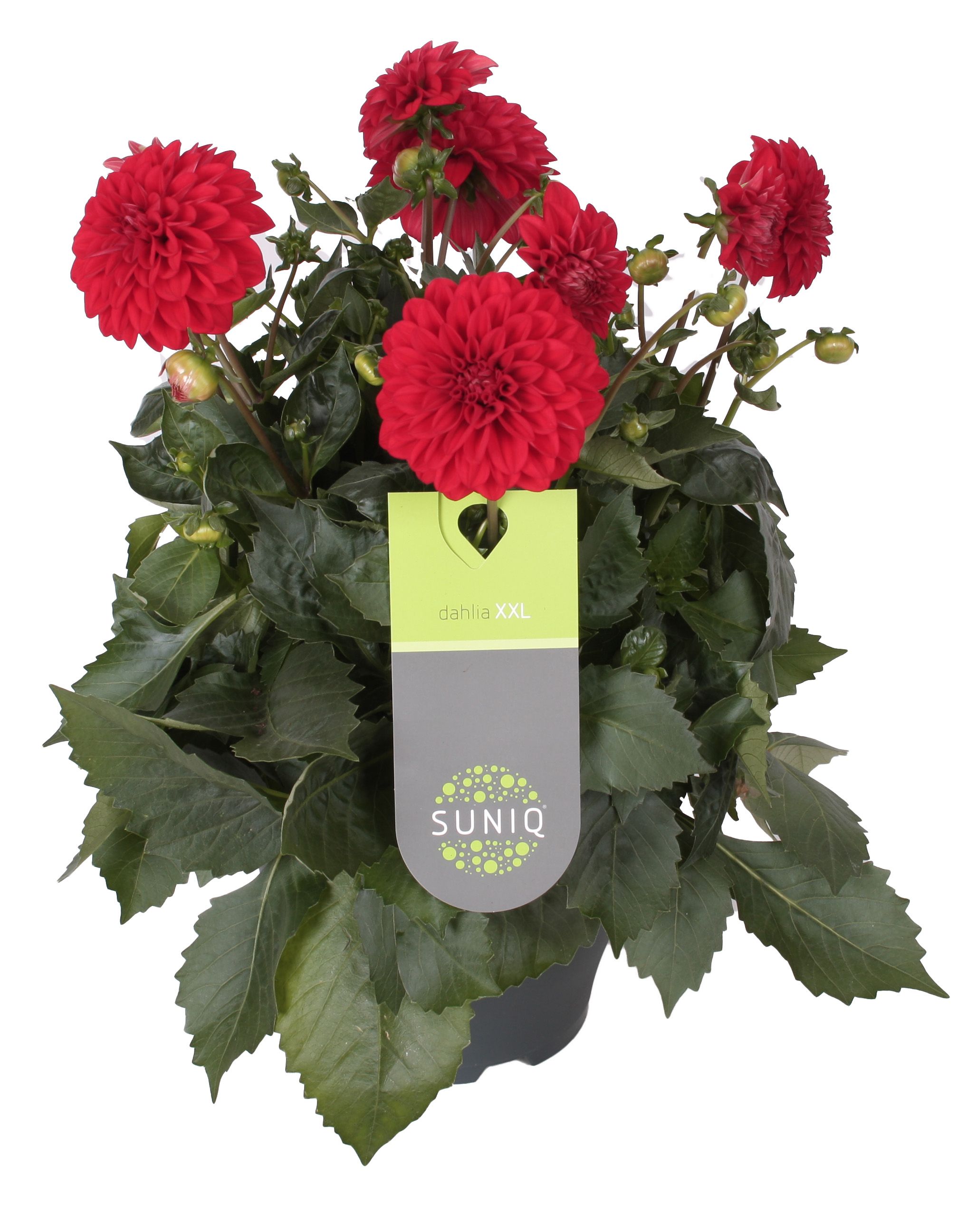 Craigmarloch nurseries. New Arrivals