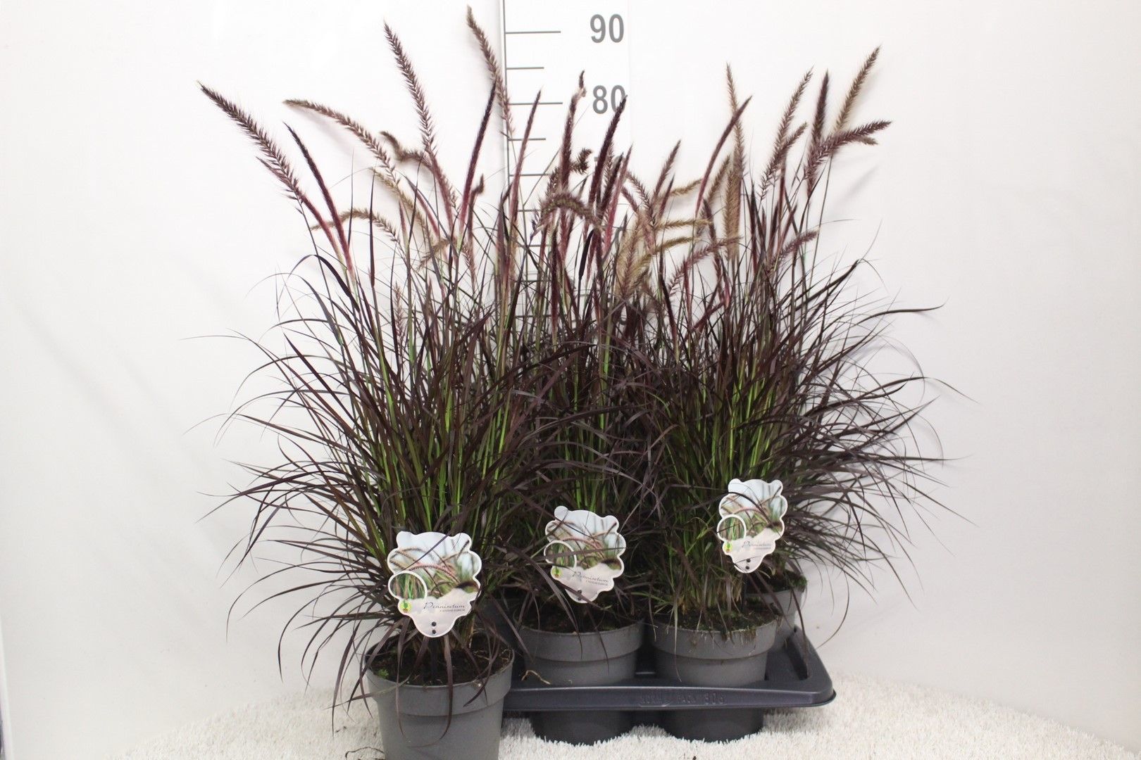 Pennisetum advena Rubrum Pennisetum Pennisetum Green Outdoor Grasses OZ Planten