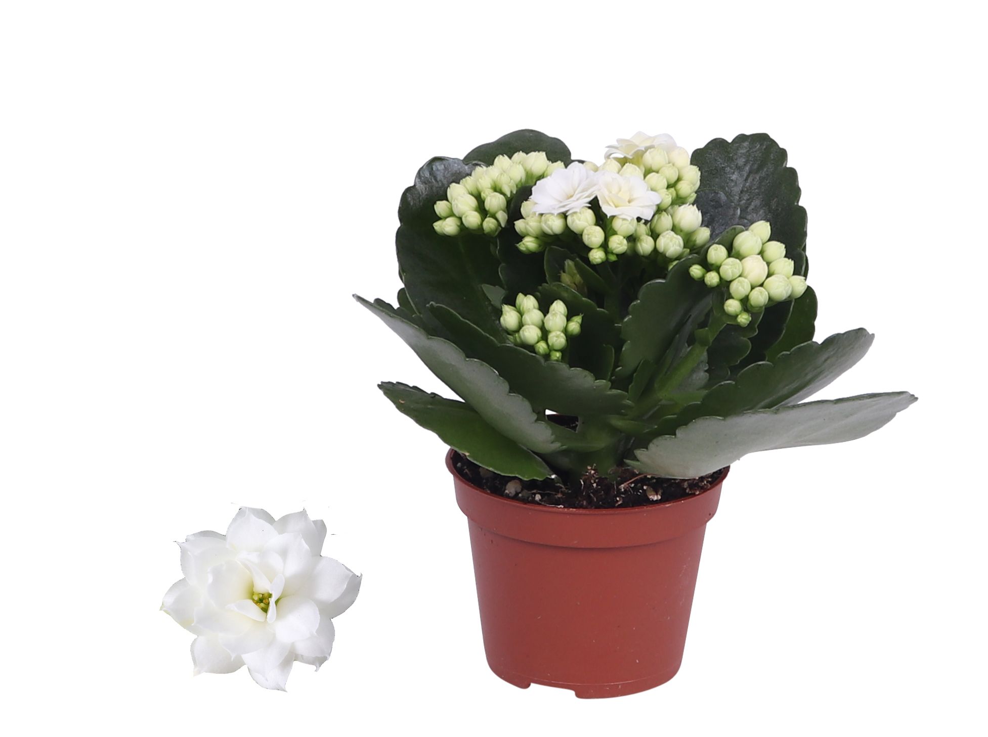 Kalanchoe double blossfeldiana Rosalina Don Dione | Kalanchoe blossf ...