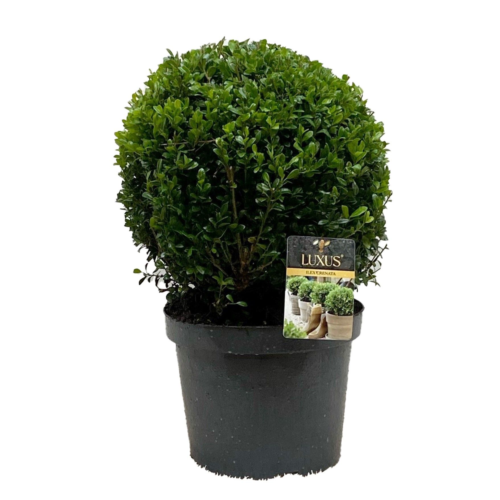 Ilex crenata Luxus Globe Bol 30-35 cm D7.5 | OZ Planten
