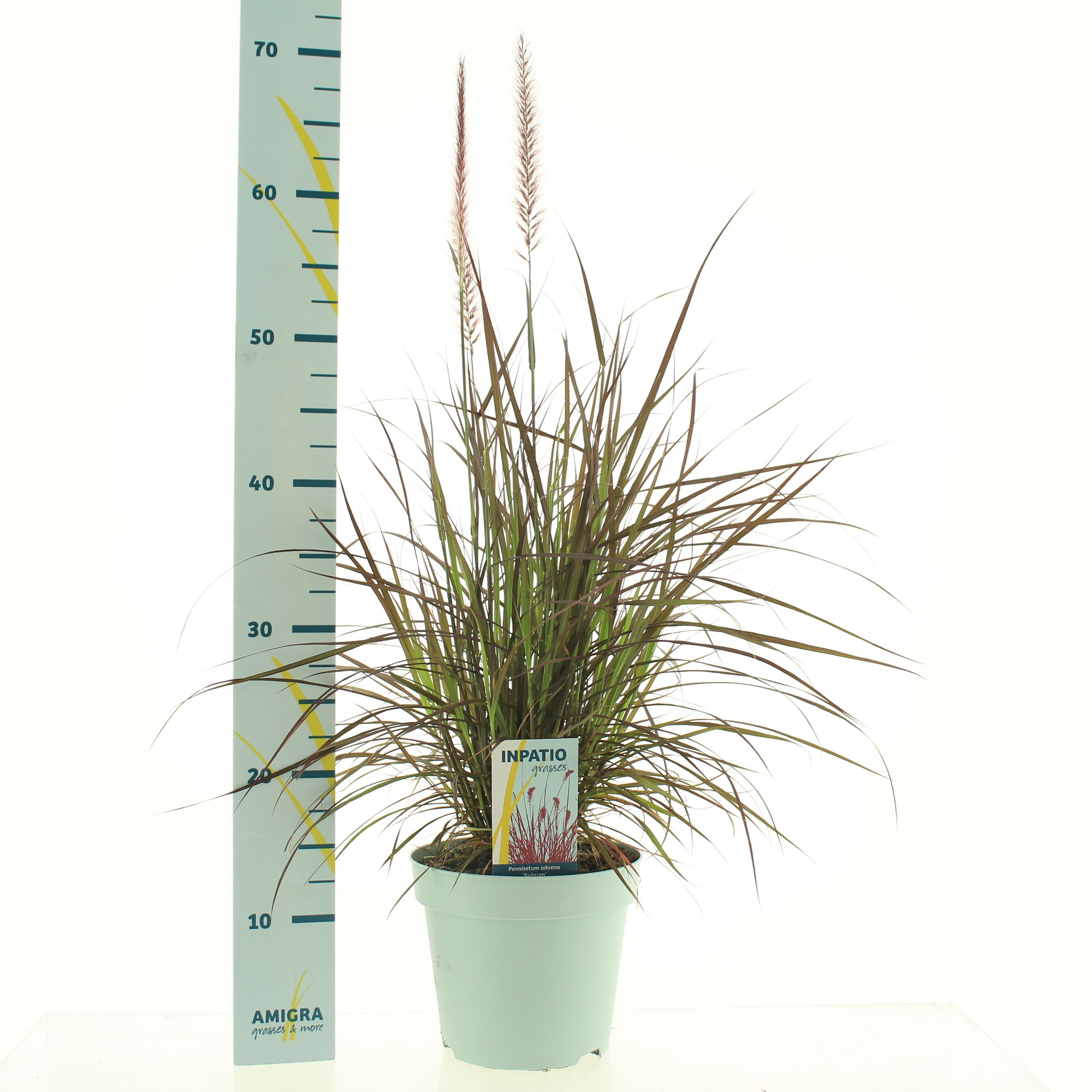 Pennisetum advena Rubrum Pennisetum Pennisetum Green Outdoor Grasses OZ Planten