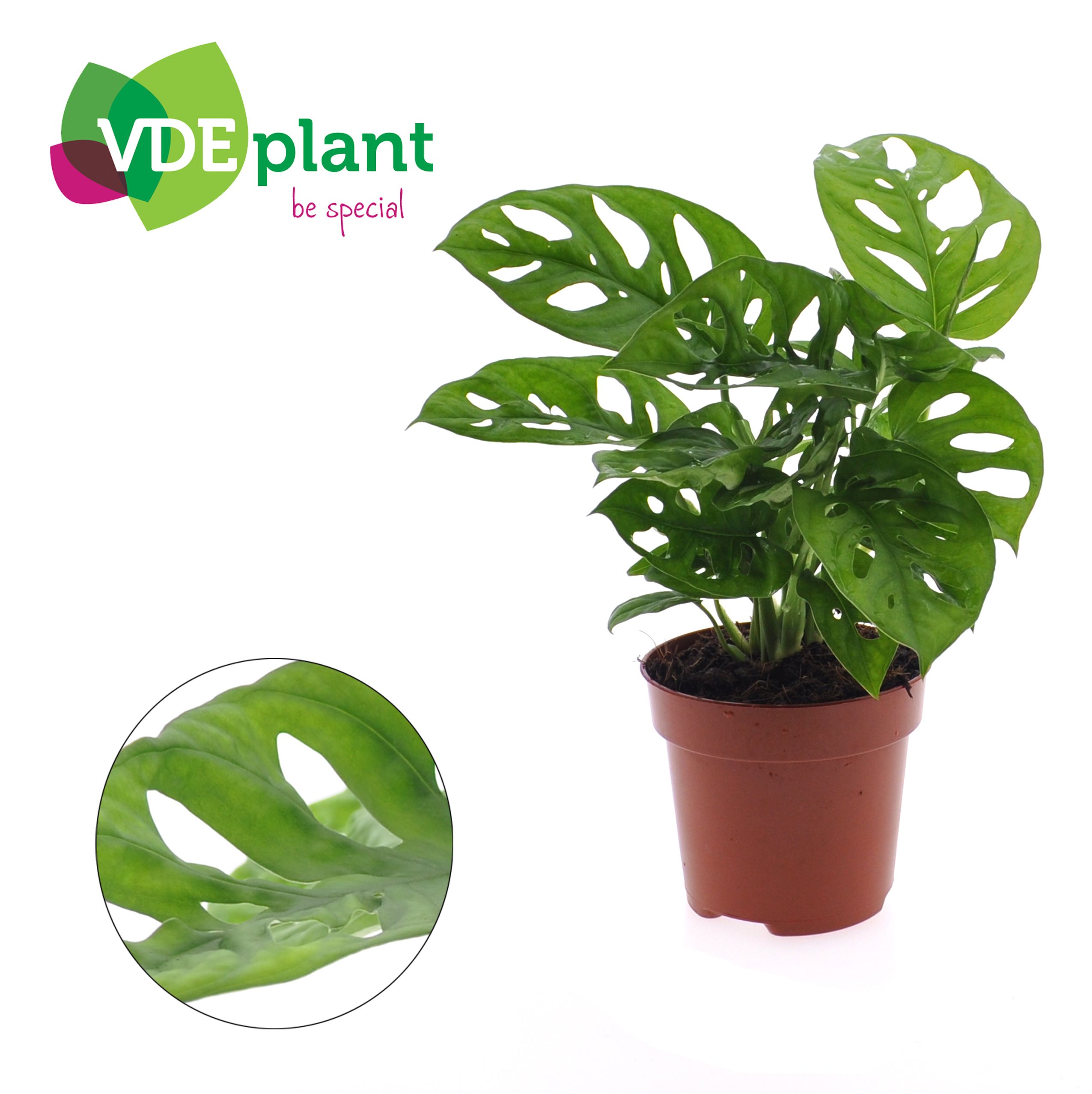 Monstera adansonii | Monstera | Monstera | Piante verdi da interno ...