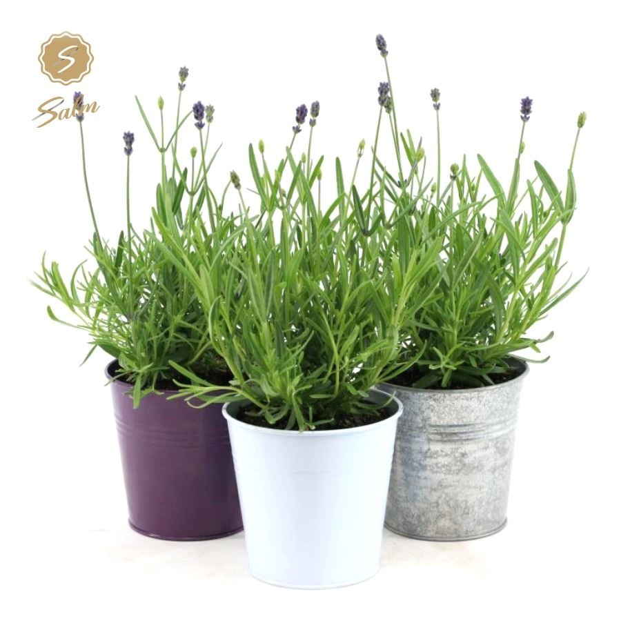 Craigmarloch nurseries. New Arrivals