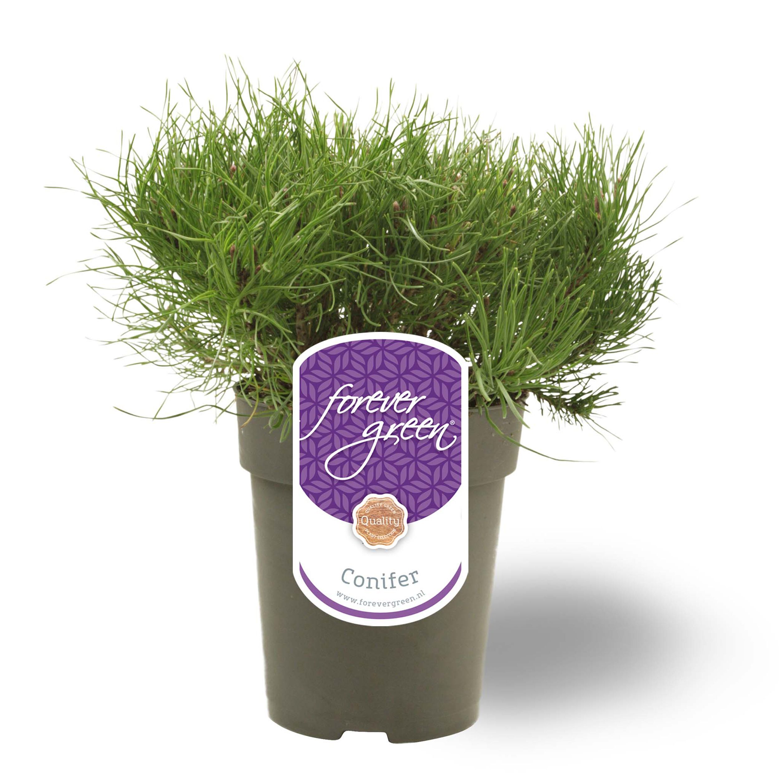 Craigmarloch nurseries. New Arrivals