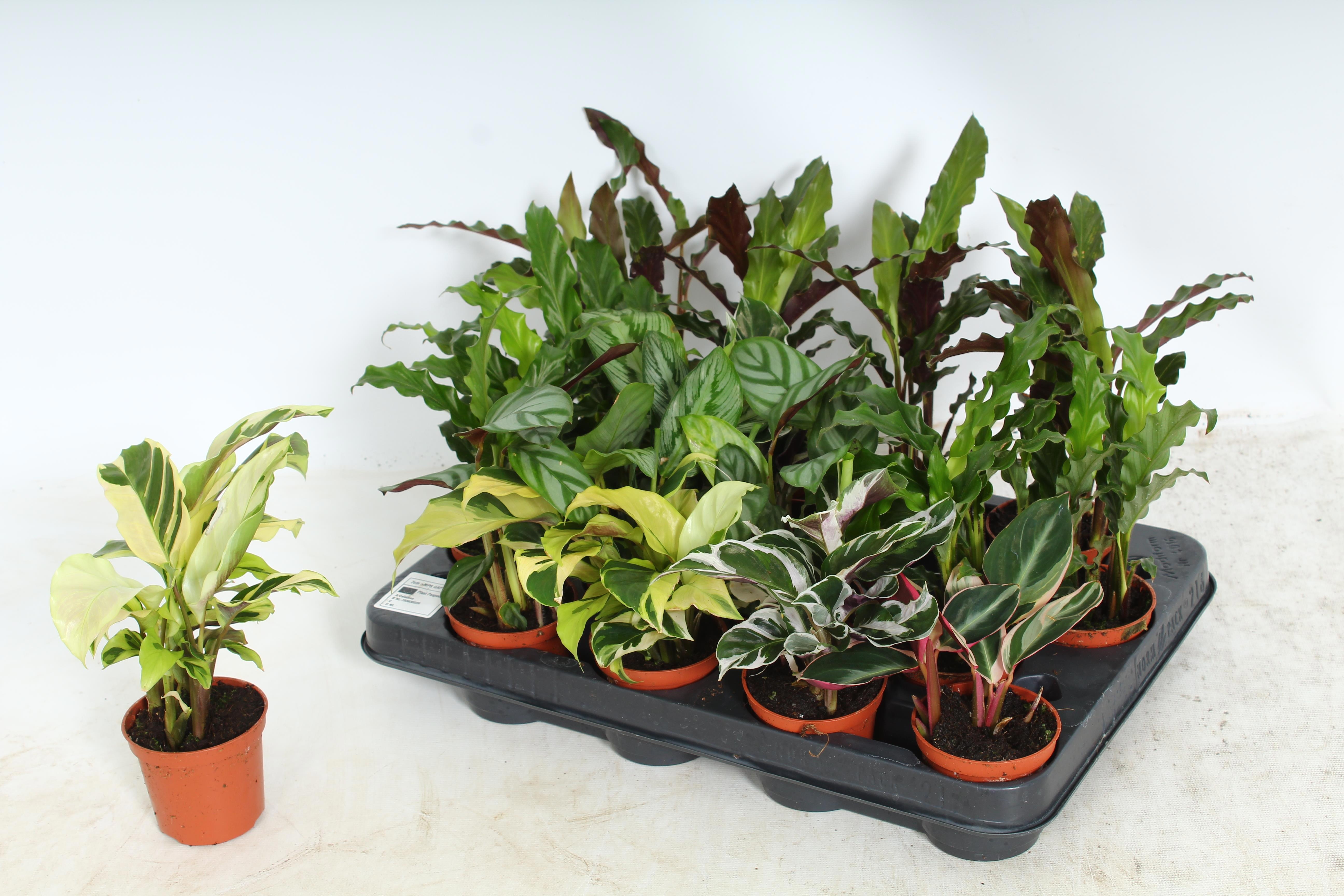 Green Indoorplants