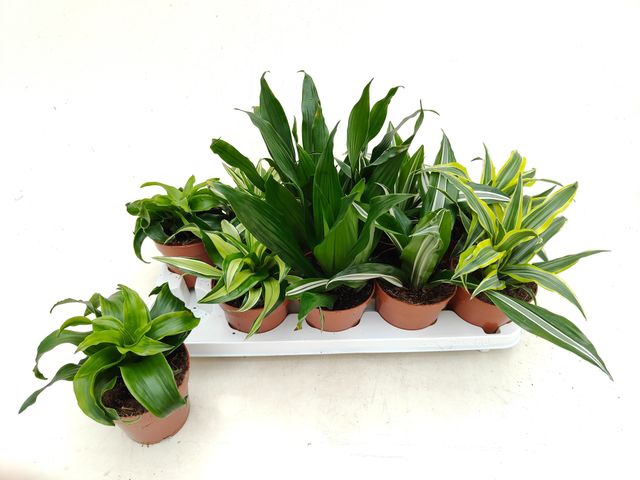 Green Indoorplants