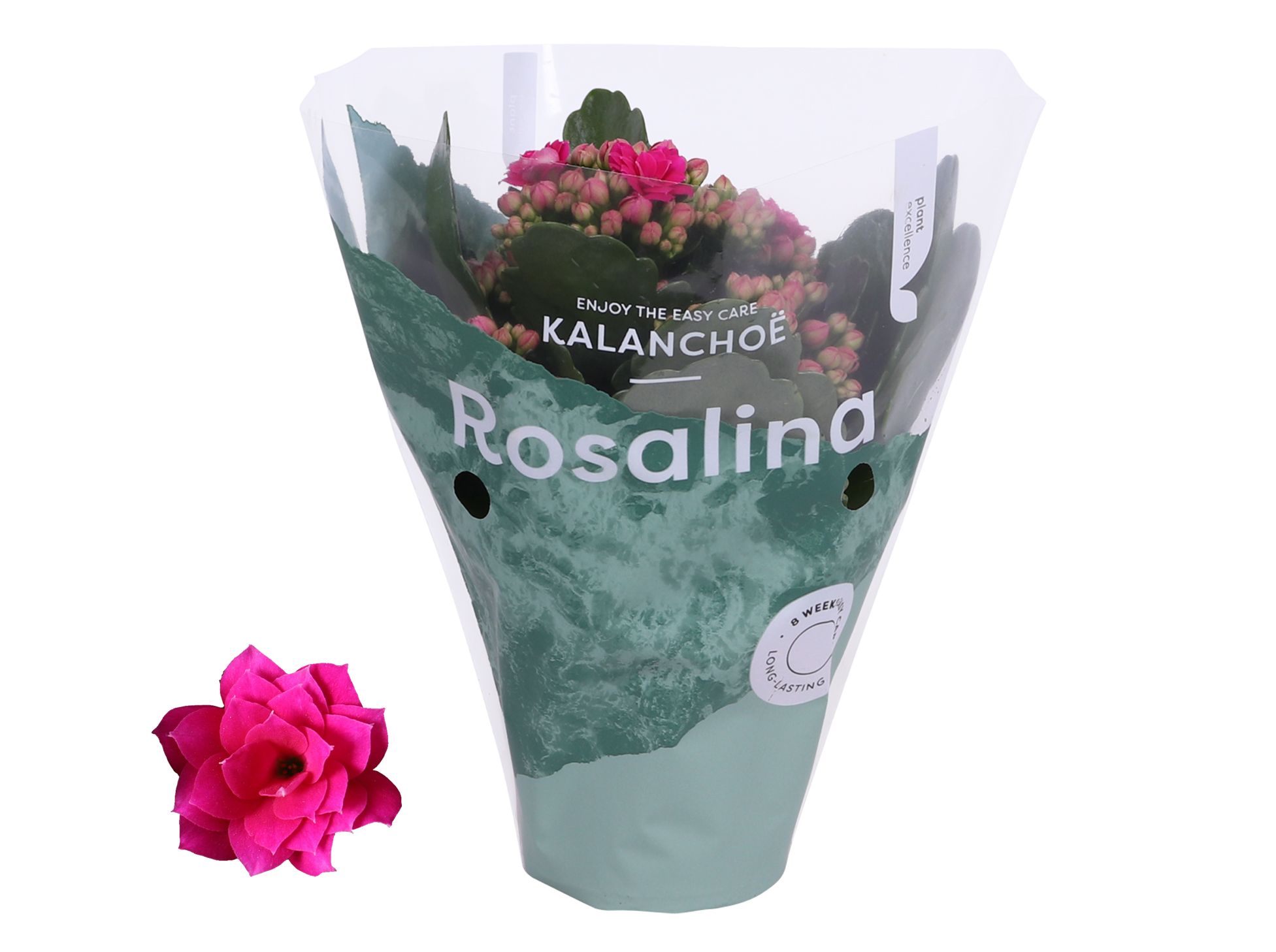 Kalanchoe double blossfeldiana Rosalina Don Victor Rosalina Sleeve ...