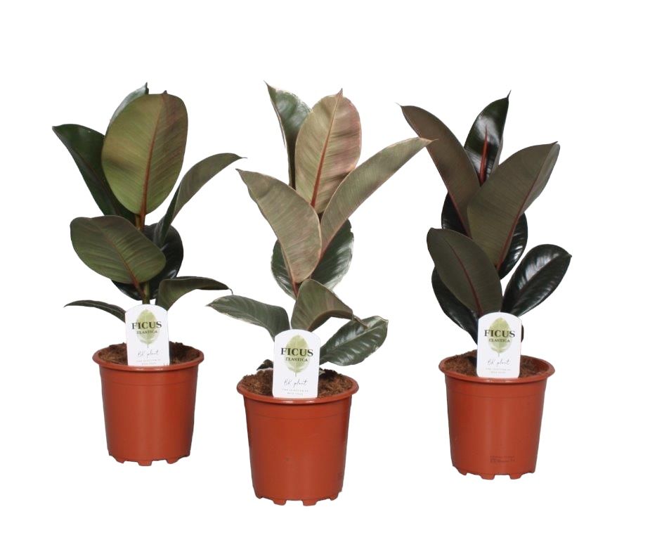 Ficus el. mixed 3 varietys | Ficus elastica | Ficus elastica | Green ...
