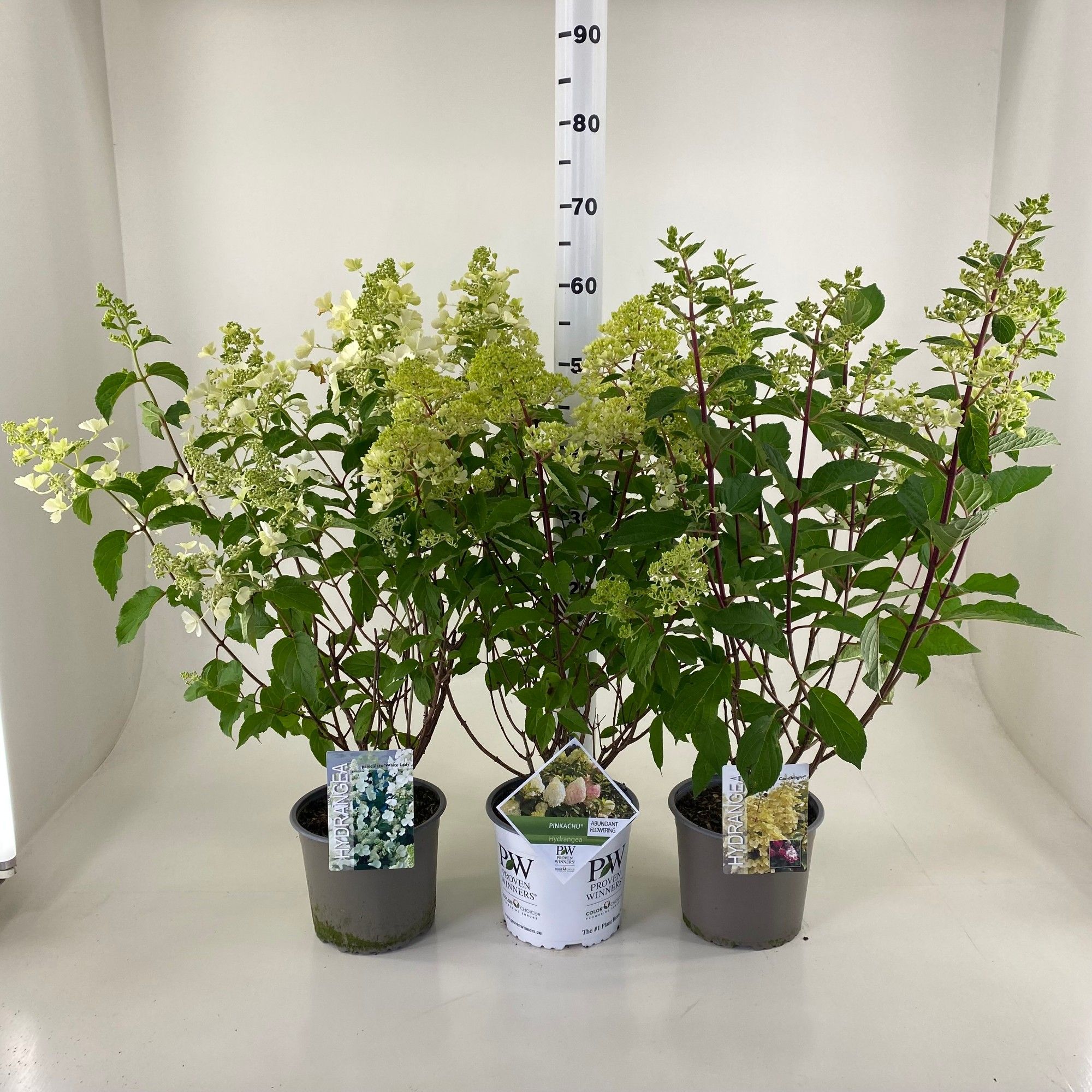 Craigmarloch nurseries. New Arrivals