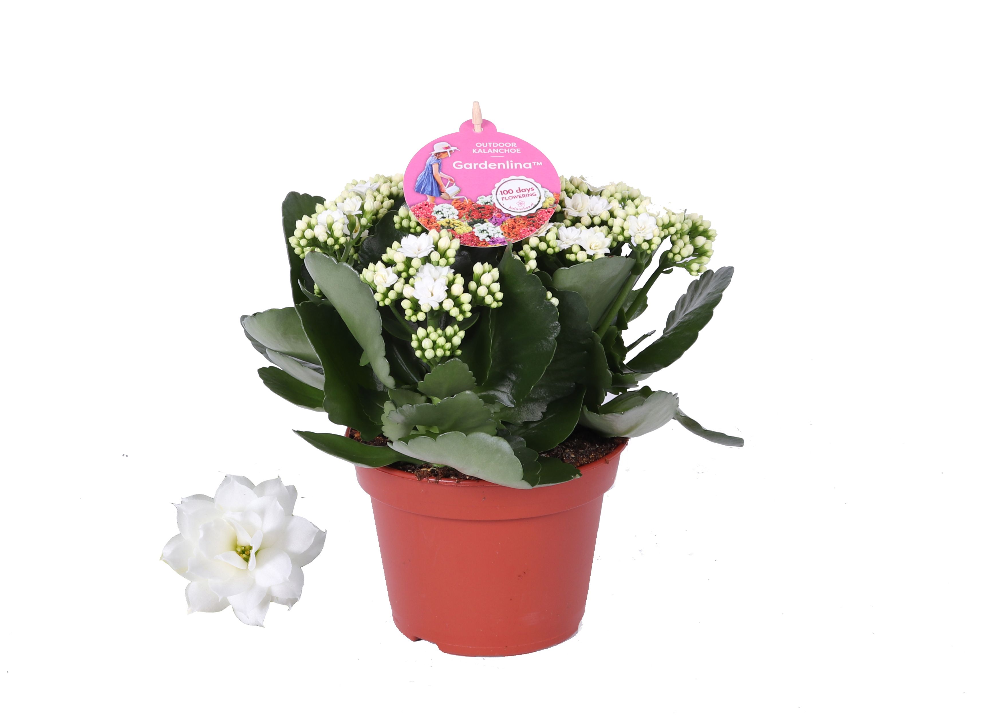 Kalanchoe double Gardenlina mixed White | Gardenline