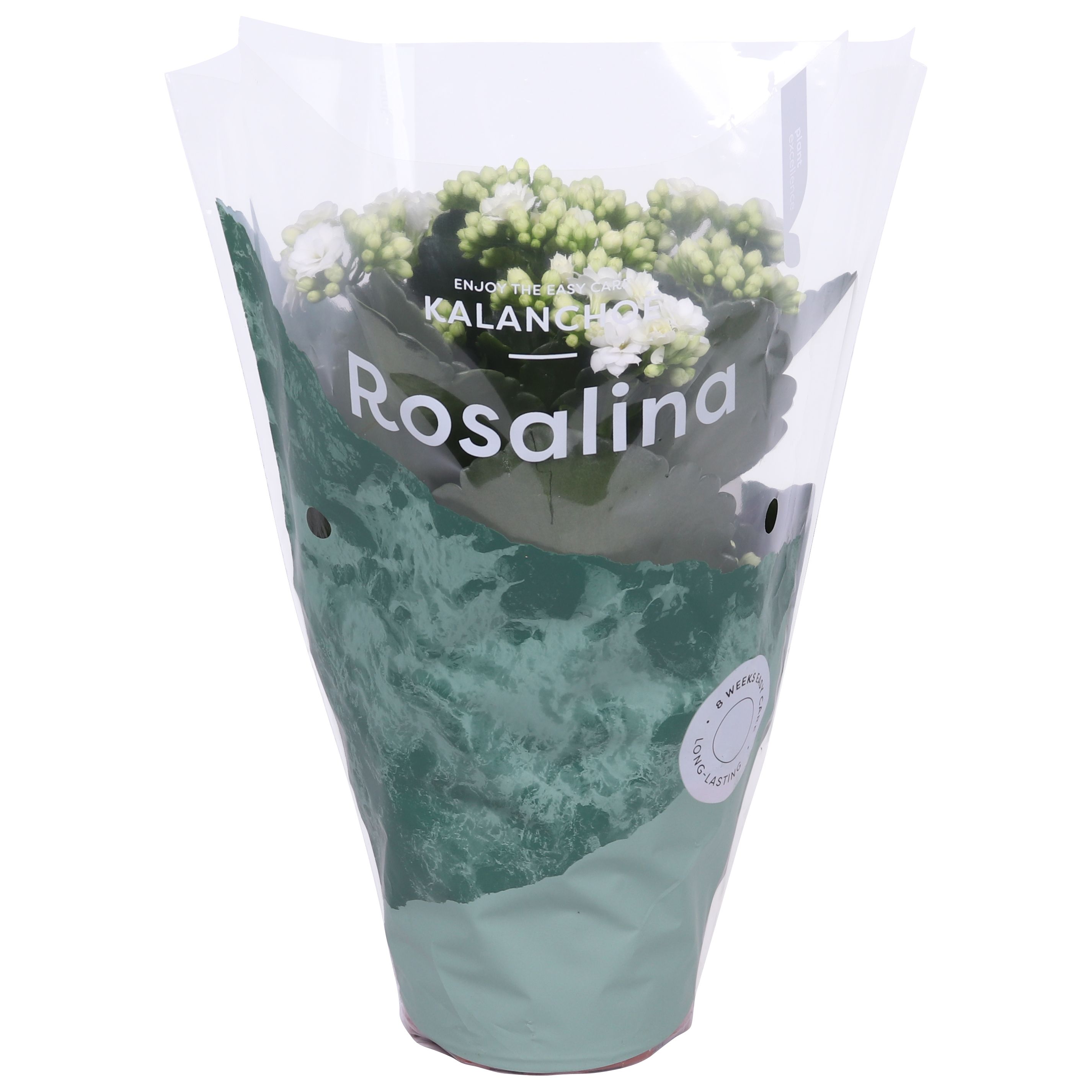 Kalanchoe double blossfeldiana Rosalina Don Dione Rosalina Sleeve ...