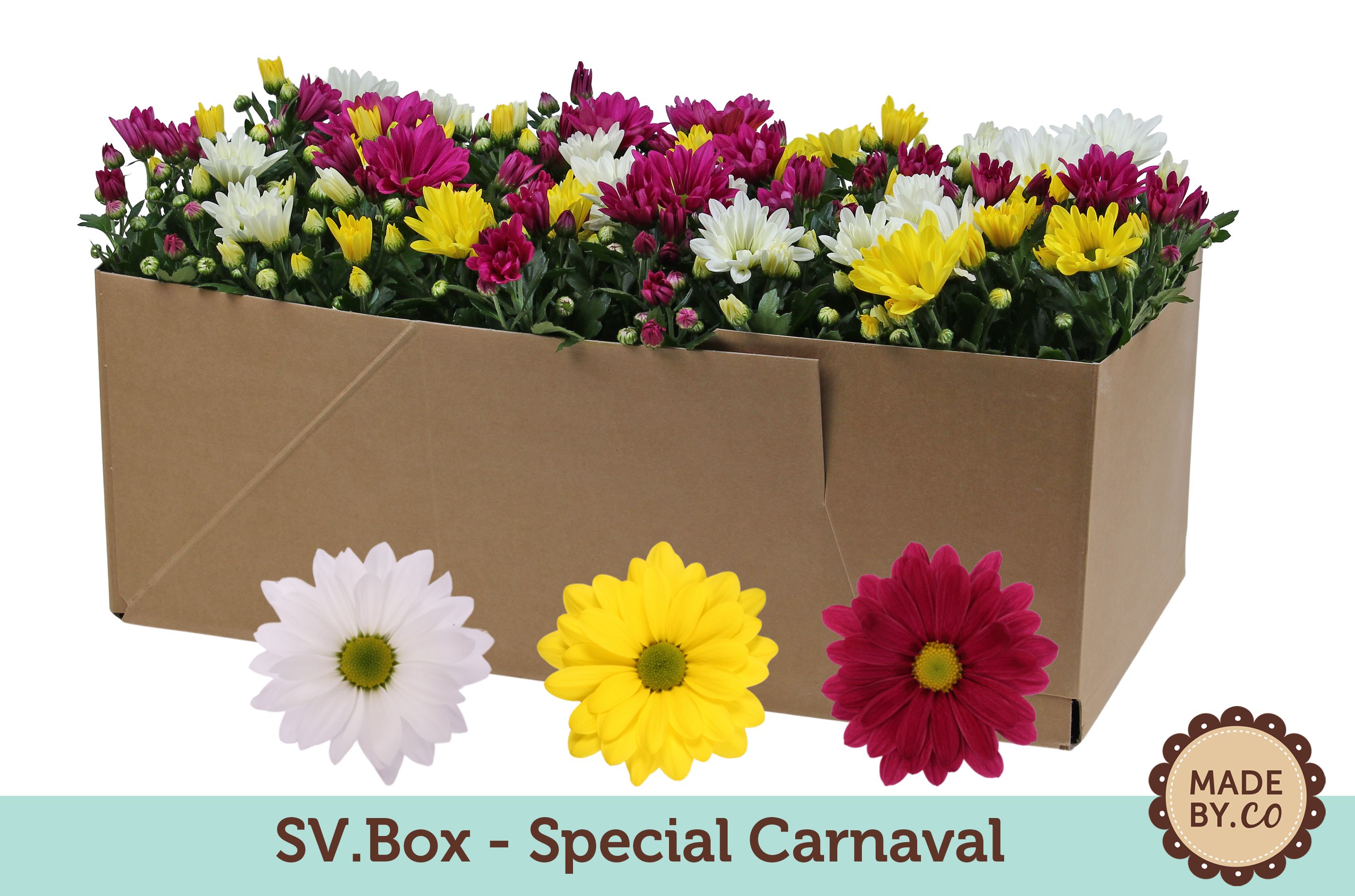Chrysanthemum Ind. mixed in pot Carnaval in SvBox Single flower ...